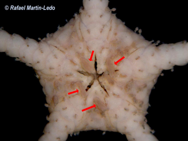 Rafael Microfauna Marina: Symbiosis: Hydrozoa (mutualist)