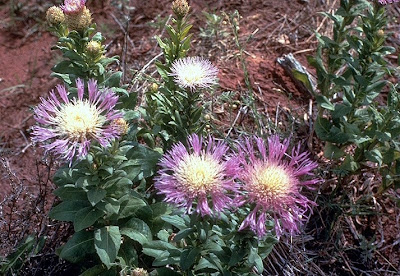 Future Plants by Randy Stewart: Centaurea