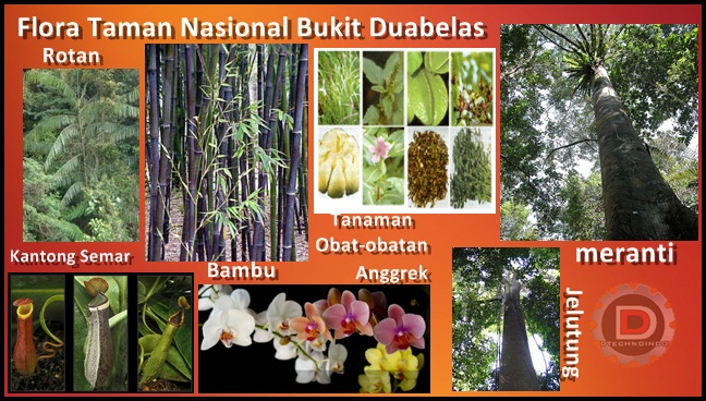 cinta tanah air indonesia