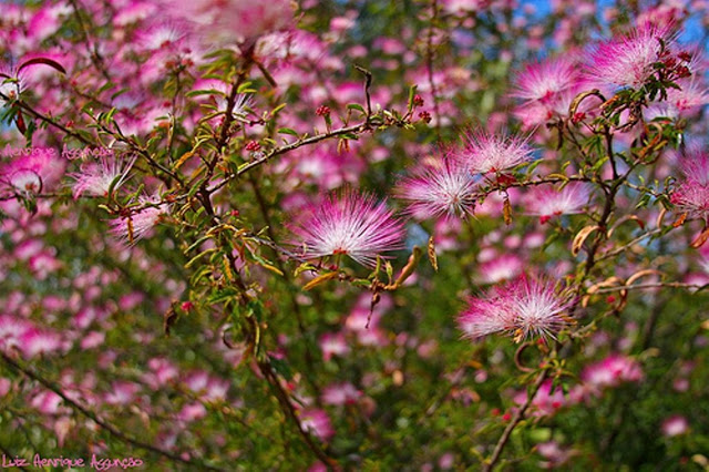 Barba de Bode. (Árvore);