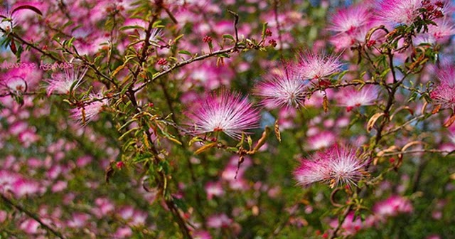 Barba de Bode. (Árvore);