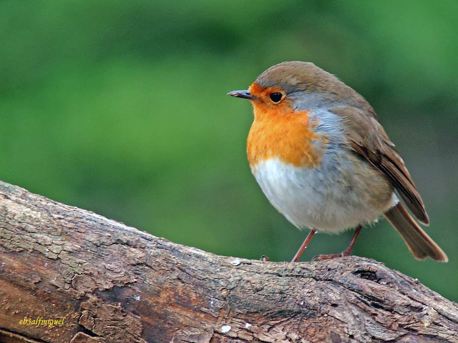 Miguel fotografia: Petirrojo europeo (Erithacus rubecula)
