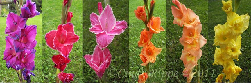 Art in Entertaining by Cindy Rippe: Gladiola - Flower of the Month for ...