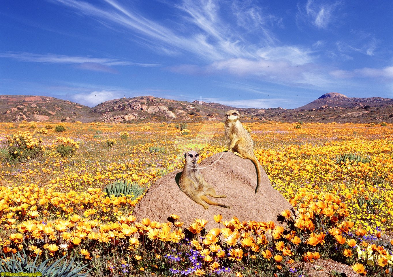 Indonesian Space Research: Indahnya Lautan Bunga di Daratan Gersang Afrika