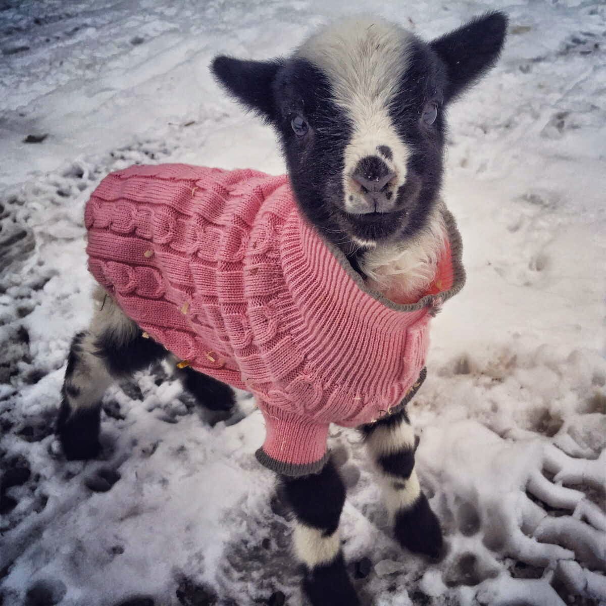 Funny animals of the week - 30 January 2014 (40 pics) | Amazing Creatures