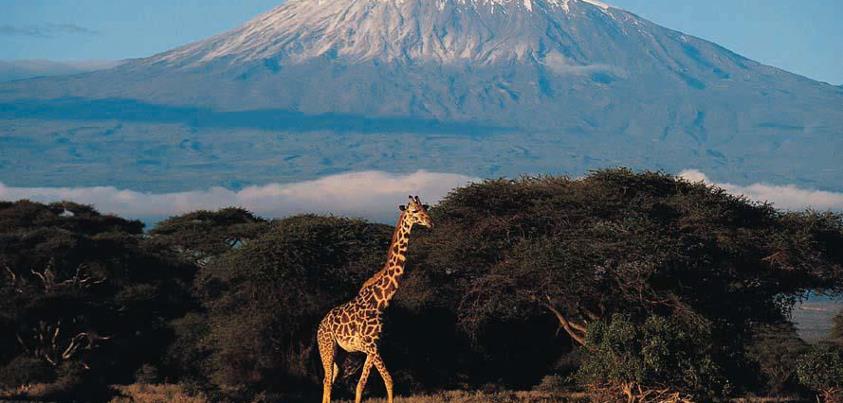 THE TEMU'S FAMILY TREE: THE ORIGIN OF TEMUS FAMILY