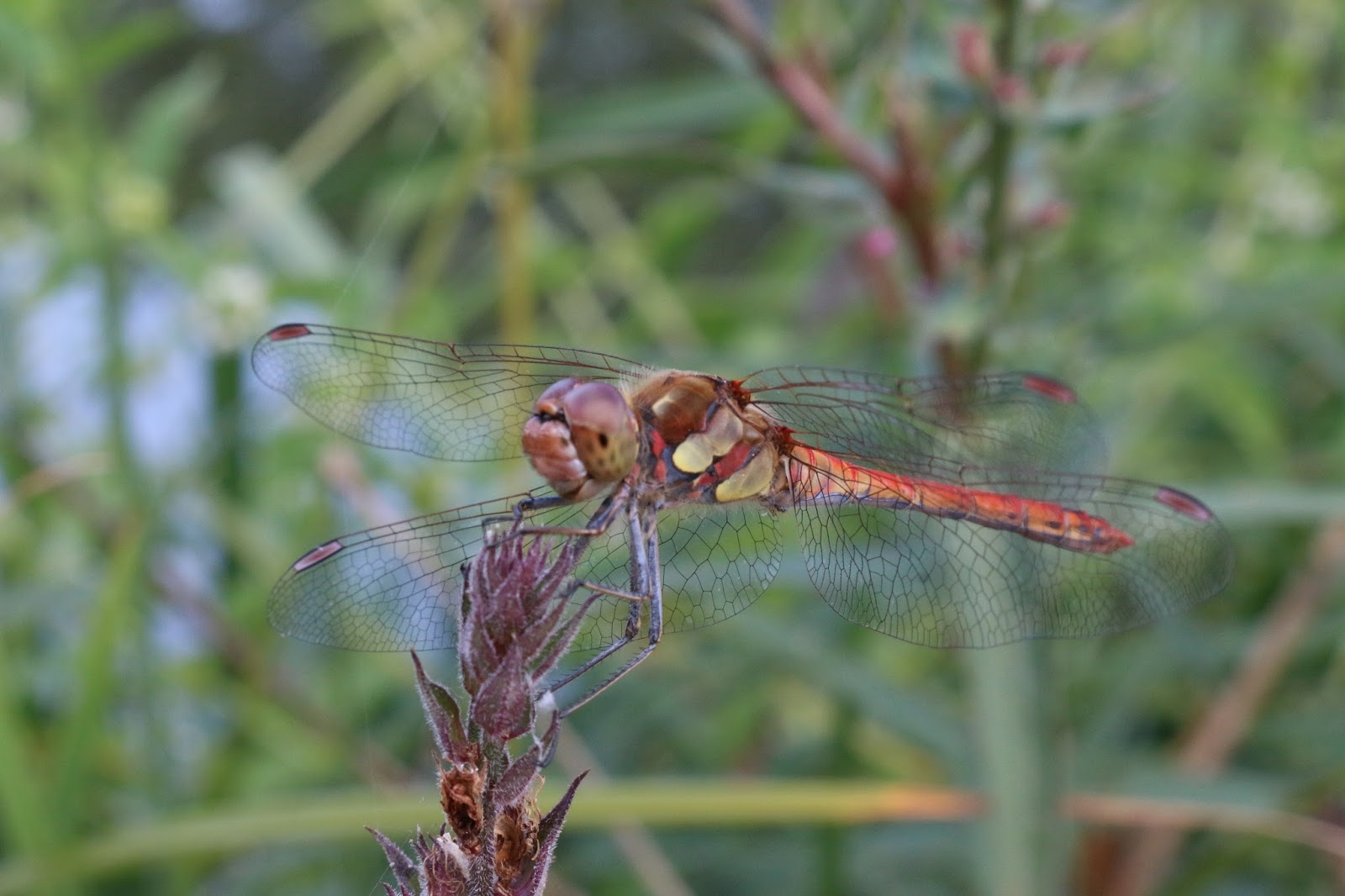 Insectes d'Alsace: Sympetrum striolatum - Sympetrum fascié