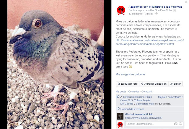 Acabemos con el maltrato a las palomas: Palomas Federadas