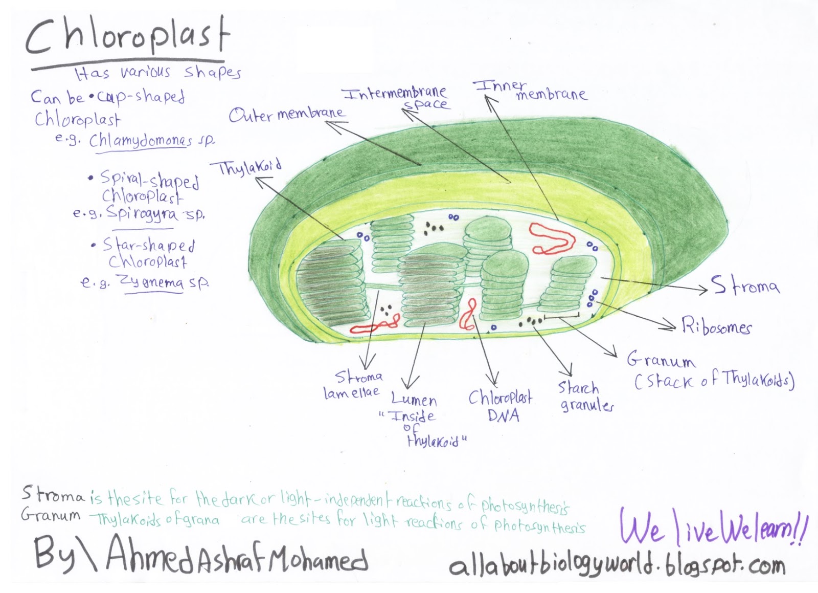 Biology Club: Overview of plant cells - Part 1 Structure and function ...