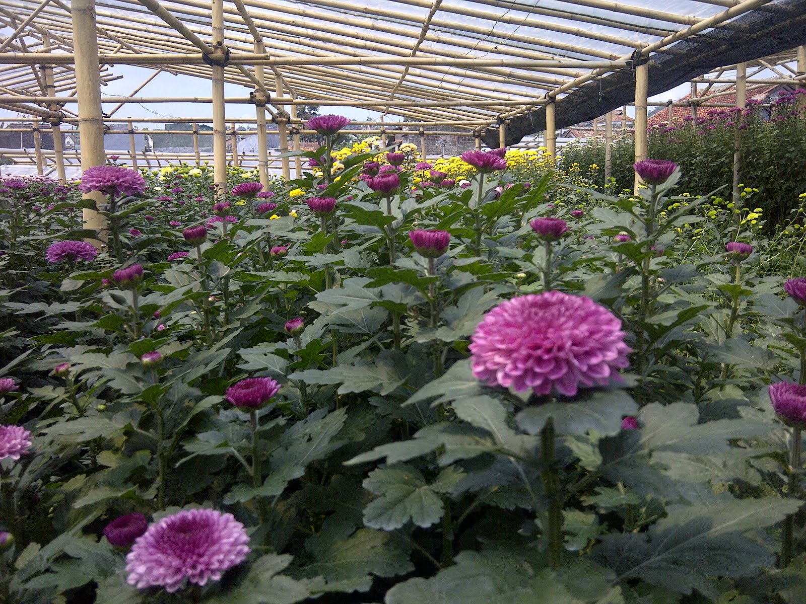 SALSABILA FLOWERS: TOKO BUNGA SALSABILA FLOWERS