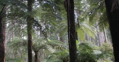 Fern fossil data clarifies origination and extinction of species