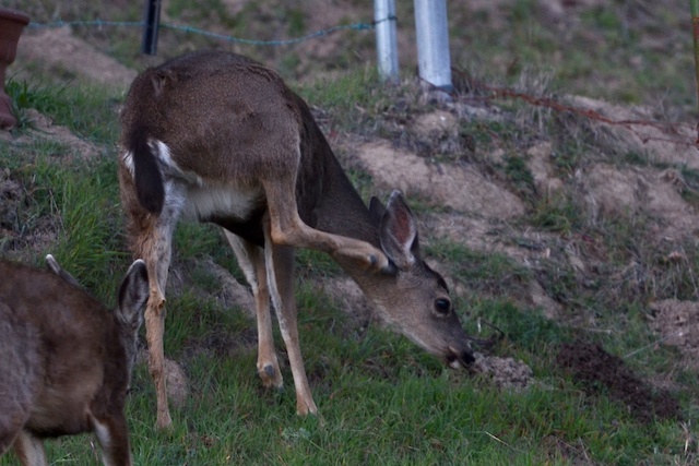 Dipper Ranch: Bareheaded Bucks and a Springtime Quiz