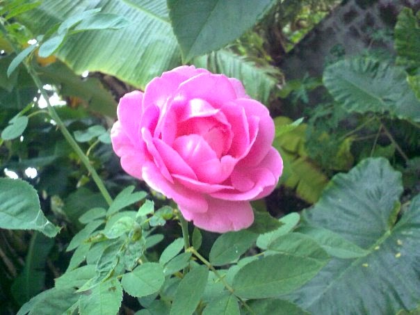 Aminath Ameeza Khaleel: Gaumee Maa