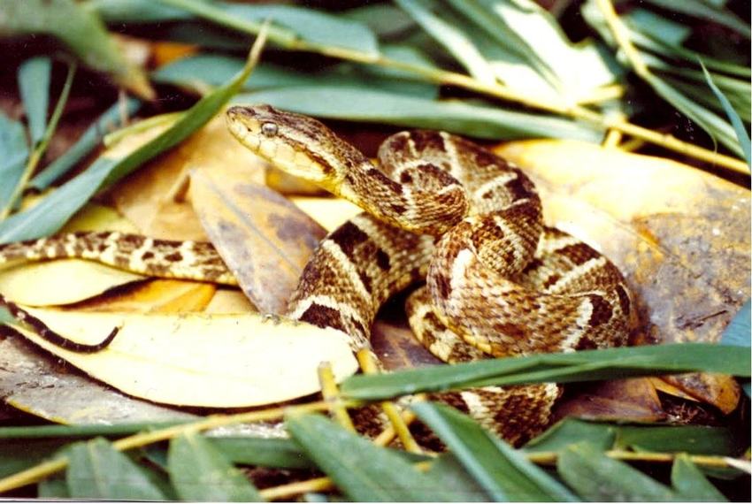 PLAAN : Jergón - Bothrops atrox......La Serpiente Más Temida de Perú