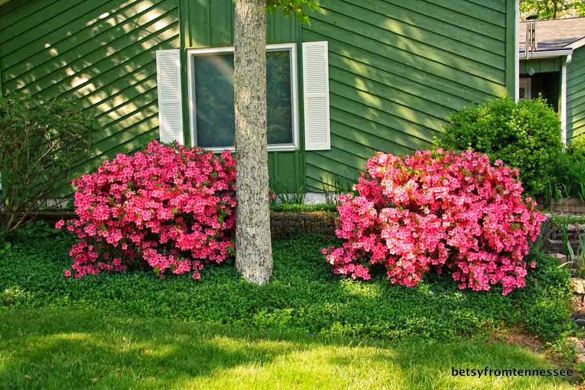 JOYFUL REFLECTIONS: Azaleas and Rhododendrons in our Yard --2015
