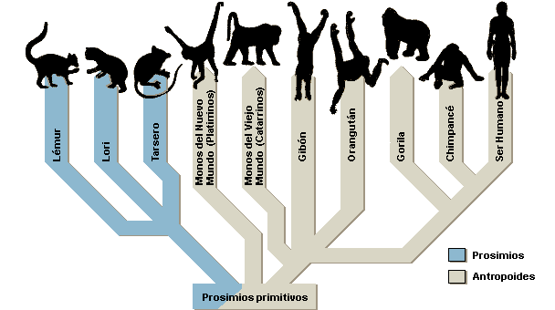 CIENCIAS vs FILOSOFÍA: Los primates