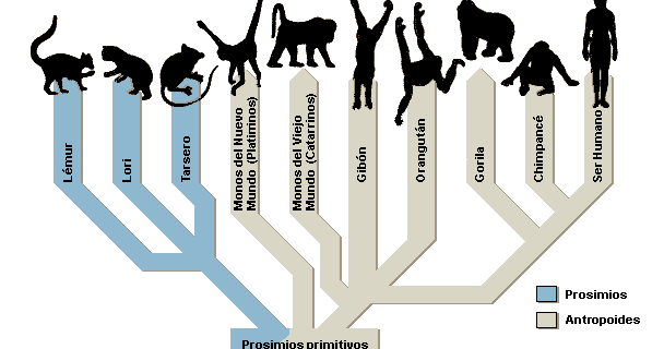 CIENCIAS vs FILOSOFÍA: Los primates