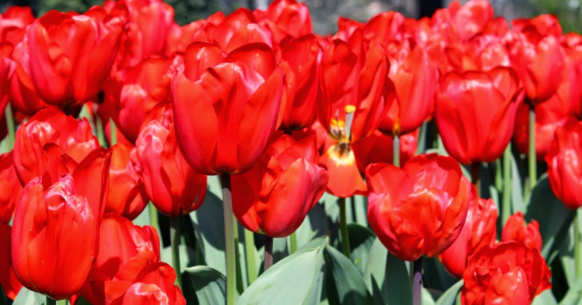 Here and There: Traditional Tulips of Turkey