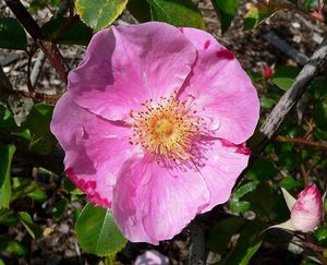 inkspired musings: Georgia On My Mind with a Cherokee Rose