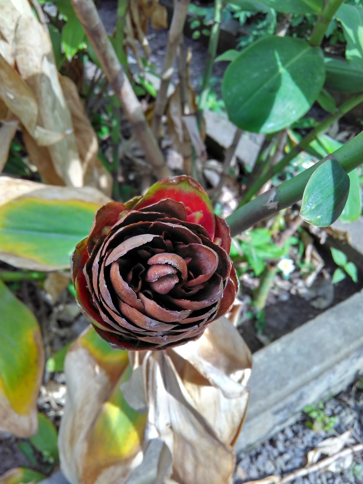 Sistemática Fanerógamas BIO 266 UEFS: Lilianae: Zingiberales