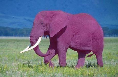 El balcón de Petra: 2011