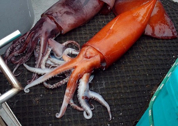 The Chronicles of Cardigan: Fight, Flight or Turn into Jell-o?