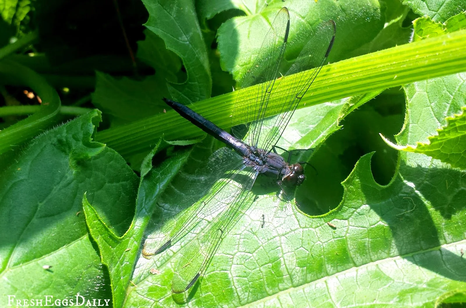 Good Bugs vs. Bad Bugs | The Struggle between Good and Evil in the ...