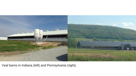 Mom at the Meat Counter: Raising the calves… the American Milk-fed Veal ...