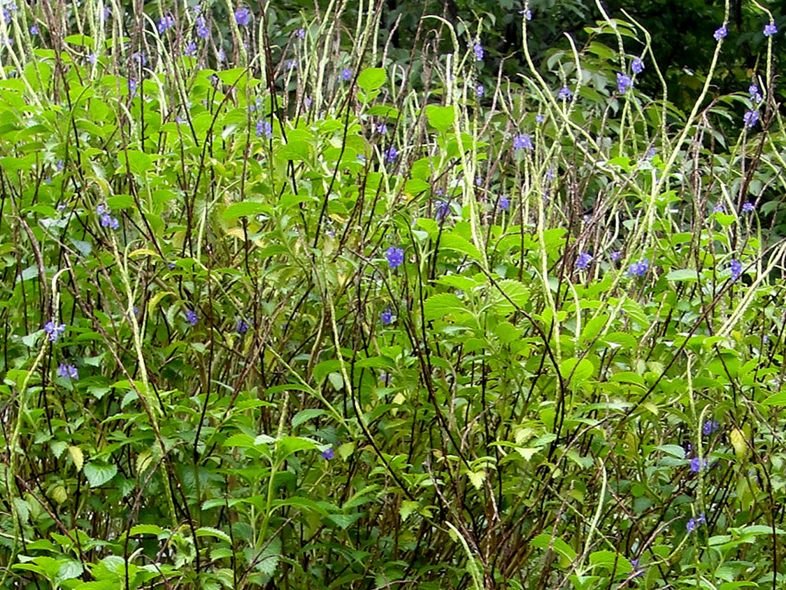 DWAN雲之端: 長穗木-又名紫花長穗木、馬鞭草--英文名稱：Jamaica False-valerian--學名 ...