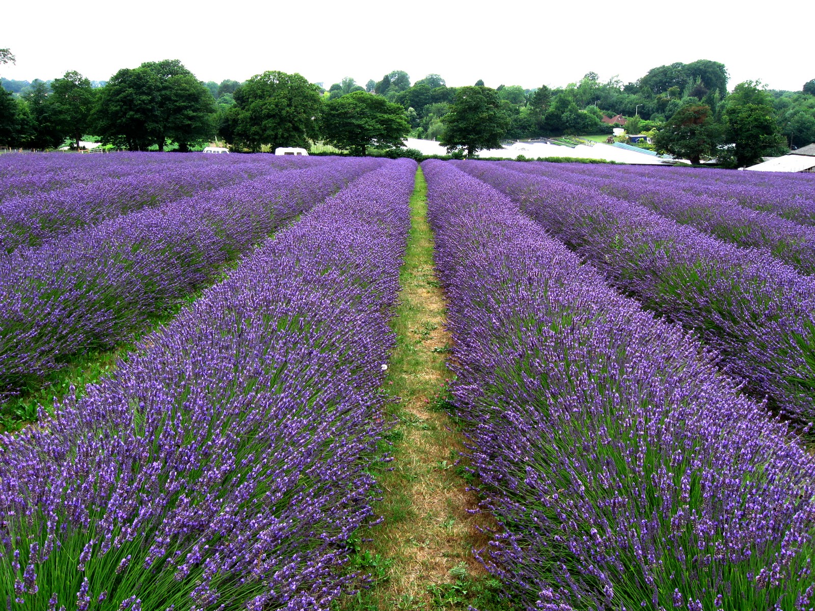 -: Sedingin Lavender mengingatkan saya pada kenangan di sana.