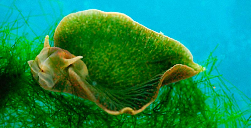 La Roca Roja: Elysia Chlorotica