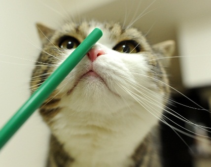 Maru The Cat: Popular Japanese cat