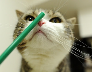 Maru The Cat: Popular Japanese cat