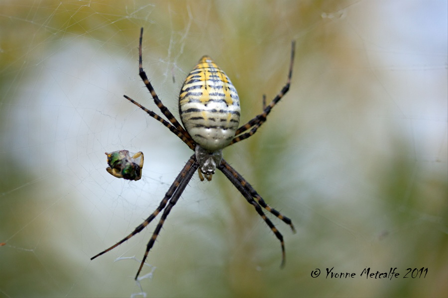 Nature Nut Lady: Argiopes, at last!