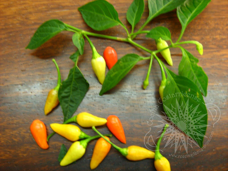 Cocina Costarricense: chilera