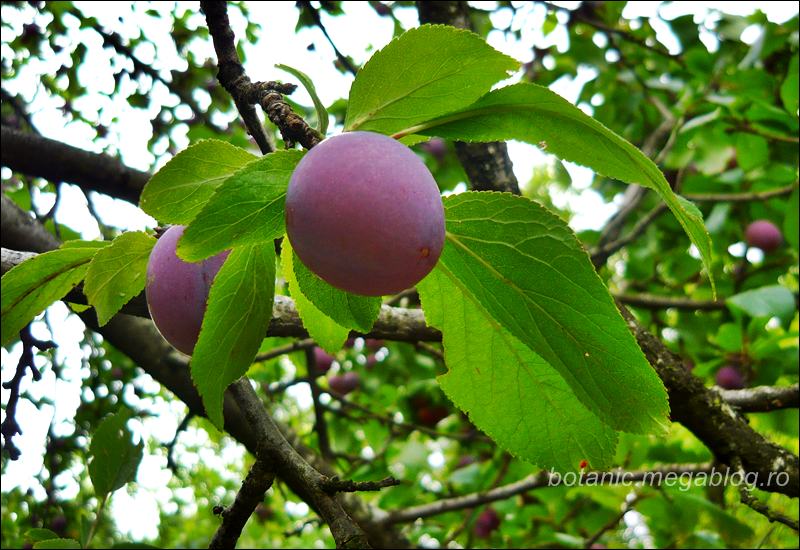 invata-pomicultura: prunul