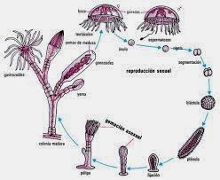 Biocomplejidad Trascendental