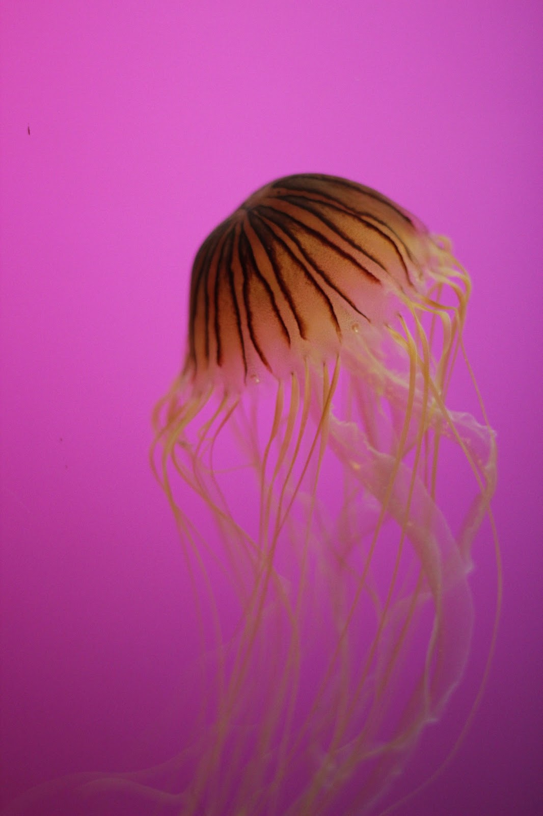 dispatch: scyphozoa: cnidaria