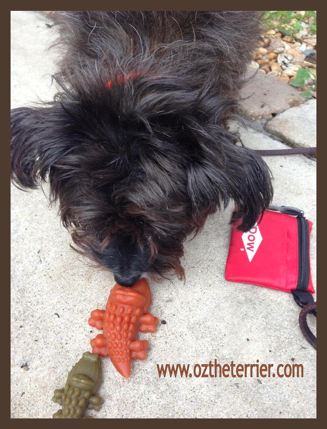 Small Dog Eats Alligator, Makes Monkey Scream: PetFlow.com Review | Oz ...