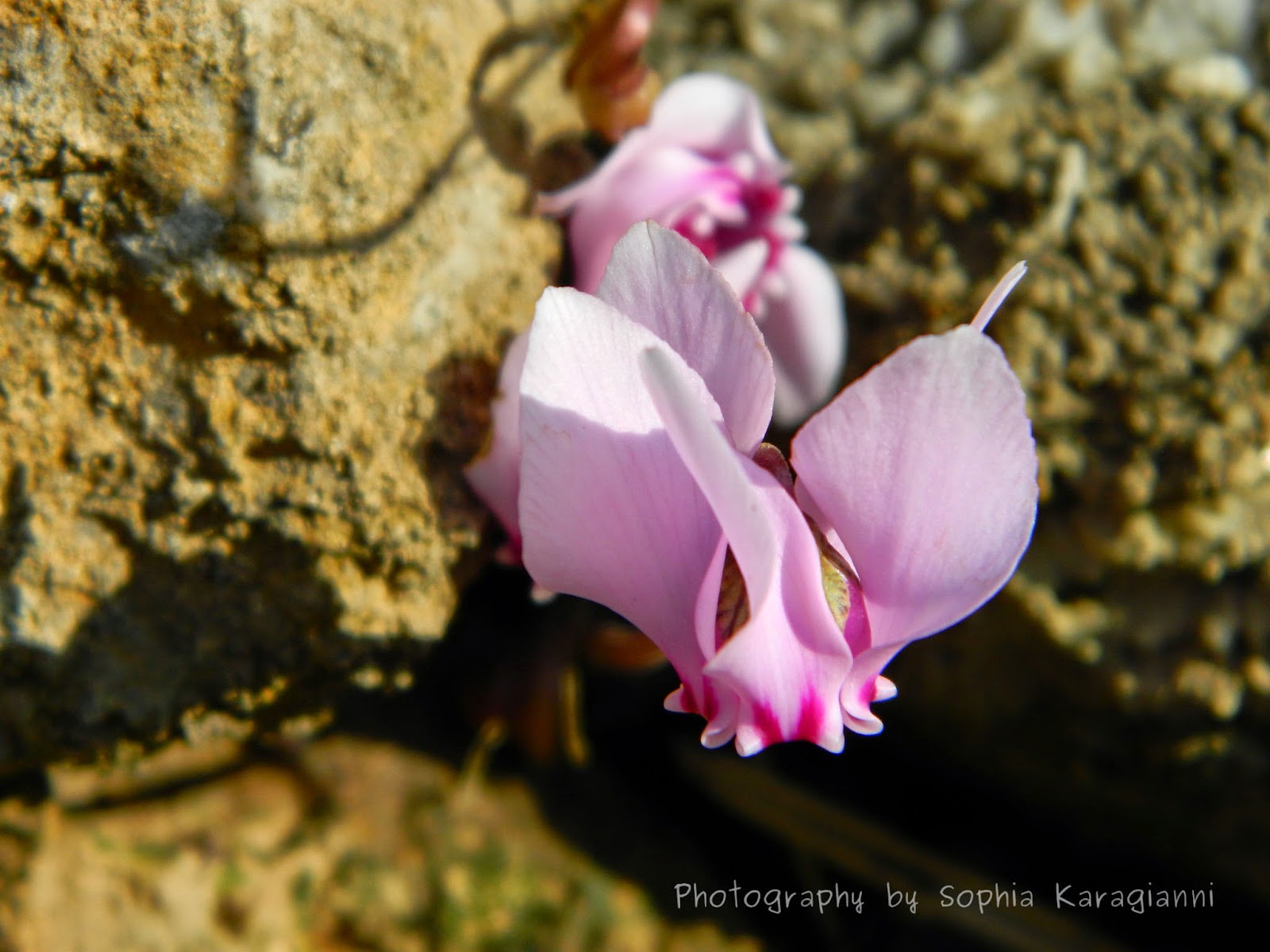 Kos and the Dodecanese through my eyes-Η Κως και τα γύρω νησιά μέσα από ...