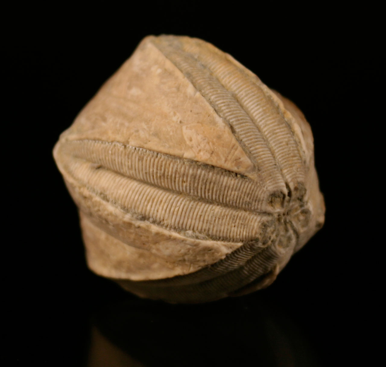 Louisville Fossils and Beyond: Pentremites obesus Blastoid