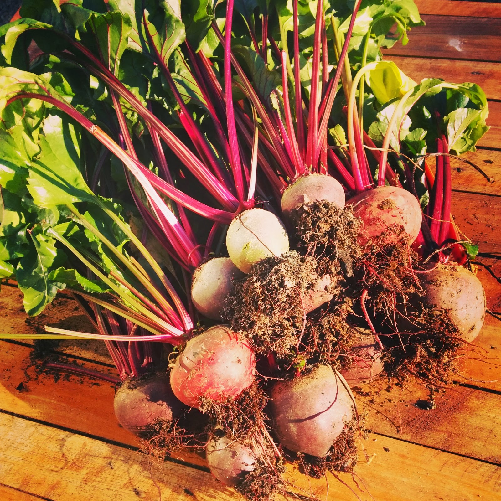 Stirring Food: Bold BEETROOT Dauphinoise