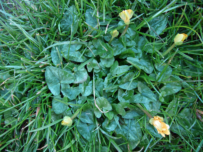Lesser Celandine ~ Identify Lawn Weeds