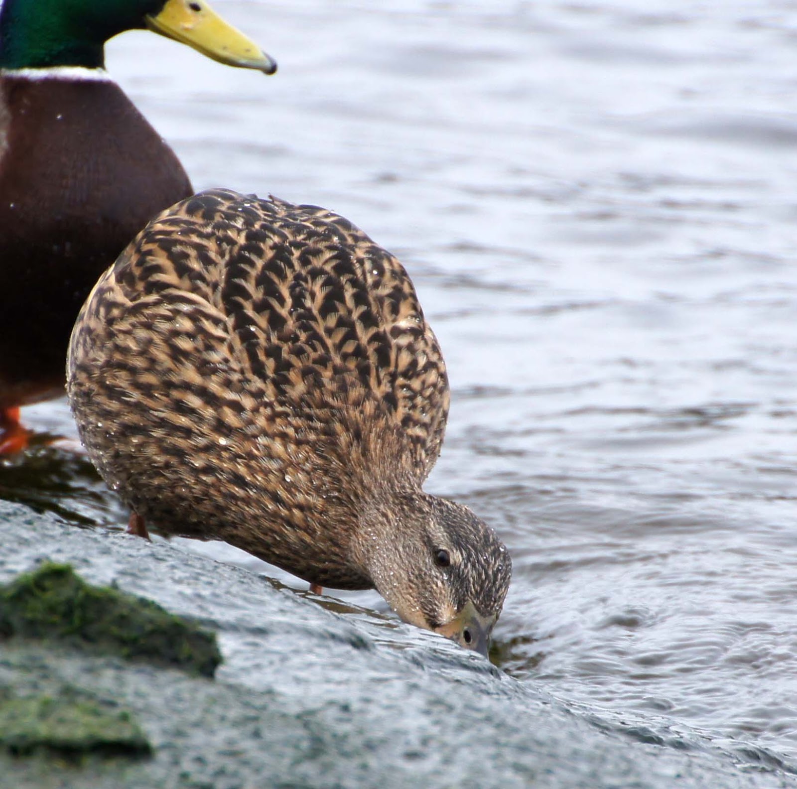 Our Bobtails: Enten im Alltag / Daily life of wild ducks