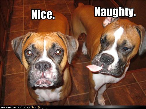 FUNNY PICTURES: Happy Lucky Dog Wallpapers-Funny Dogs Widescreen Wallpapers