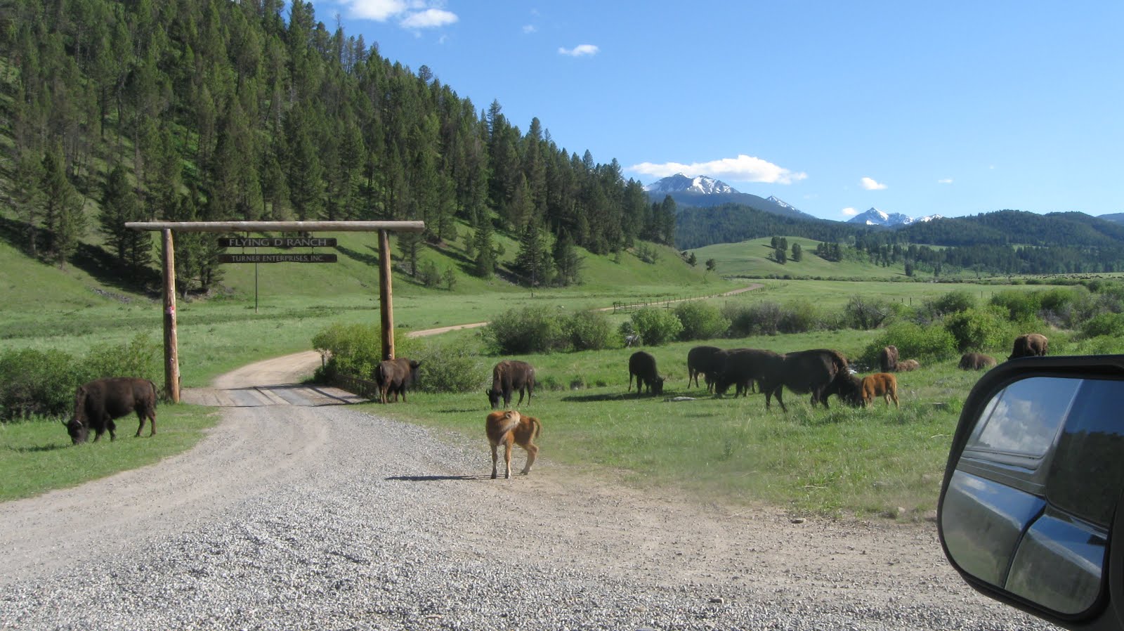 troutbirder: Flying D Ranch