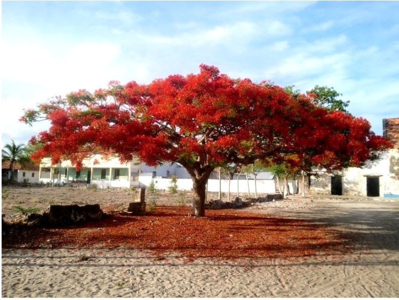 tropicalia: "acácias rubras em flor na cidades de Benguela e Moçâmedes ...