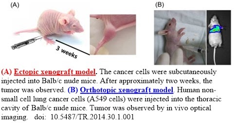 Medicinal Chemistry Basics (All you need to know): MOUSE XENOGRAFT MODELS