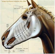 LOS MEJORES CABALLOS DEL MUNDO: CARACTERÍSTICAS DE LOS CABALLOS