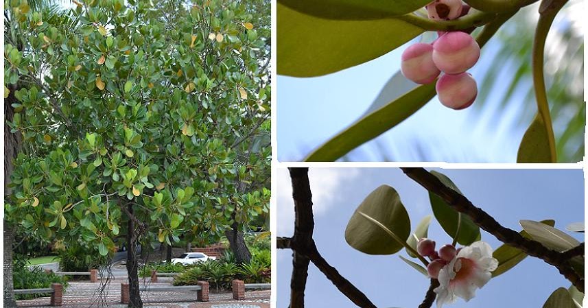 Ningún lugar está lejos... en RD: El copey de Duarte